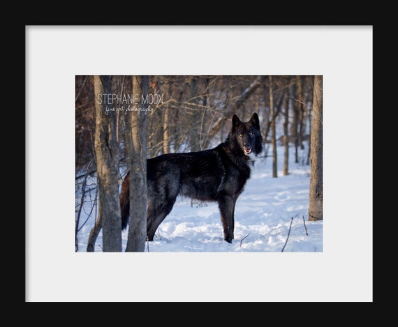 Black Wolf Shepherd