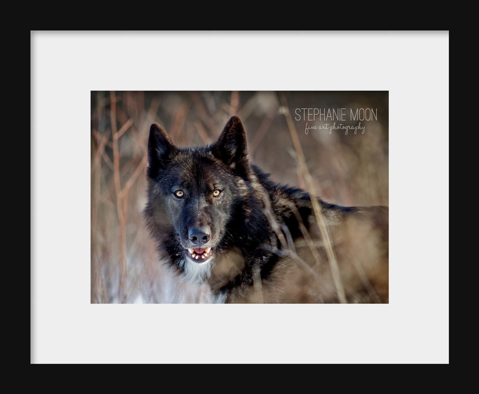 Print of a Black Wolf, Wolf Photography, Wolf Picture, Wildlife ...