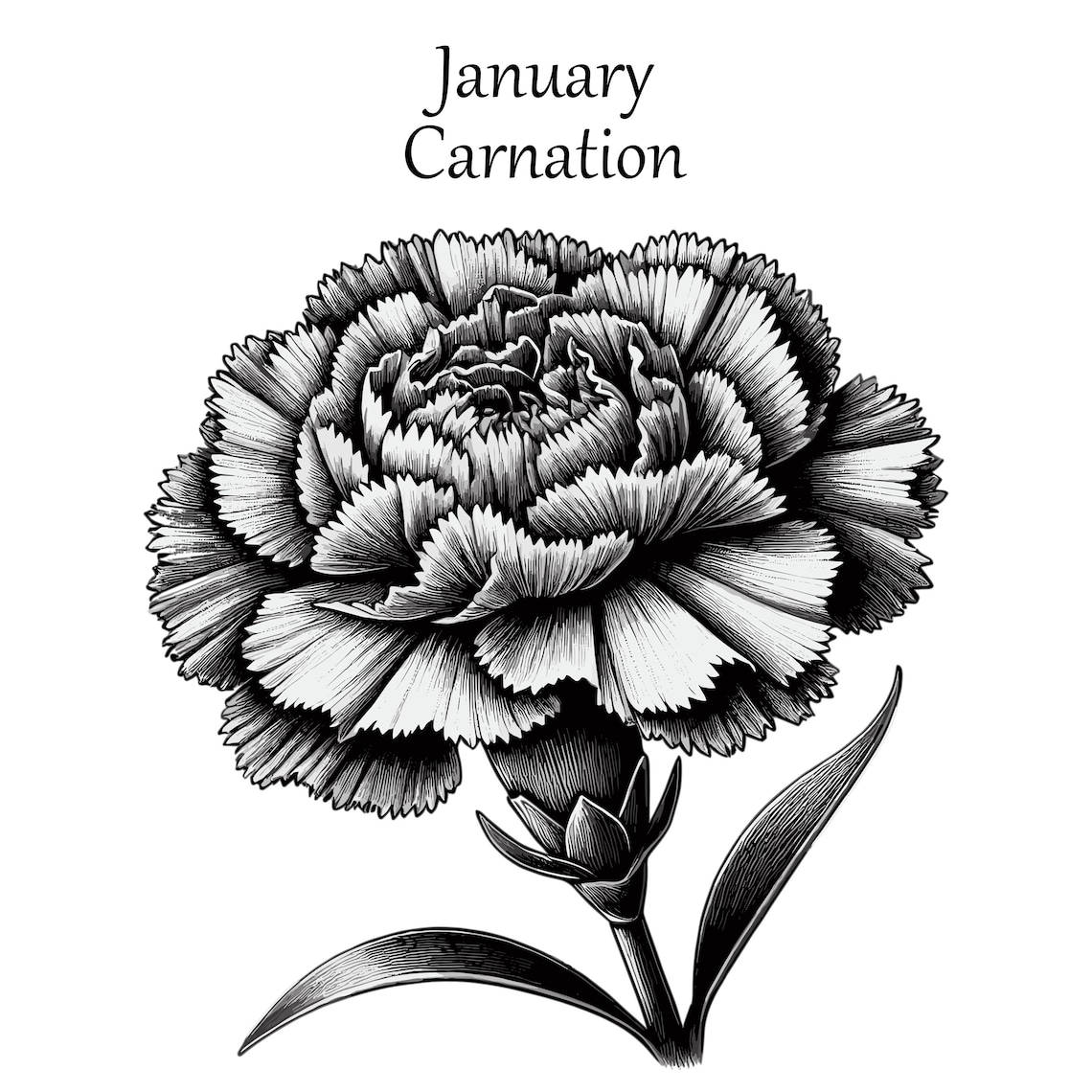 January Birth Flower SVG. Carnation Flower SVG Cut File | Floral ...