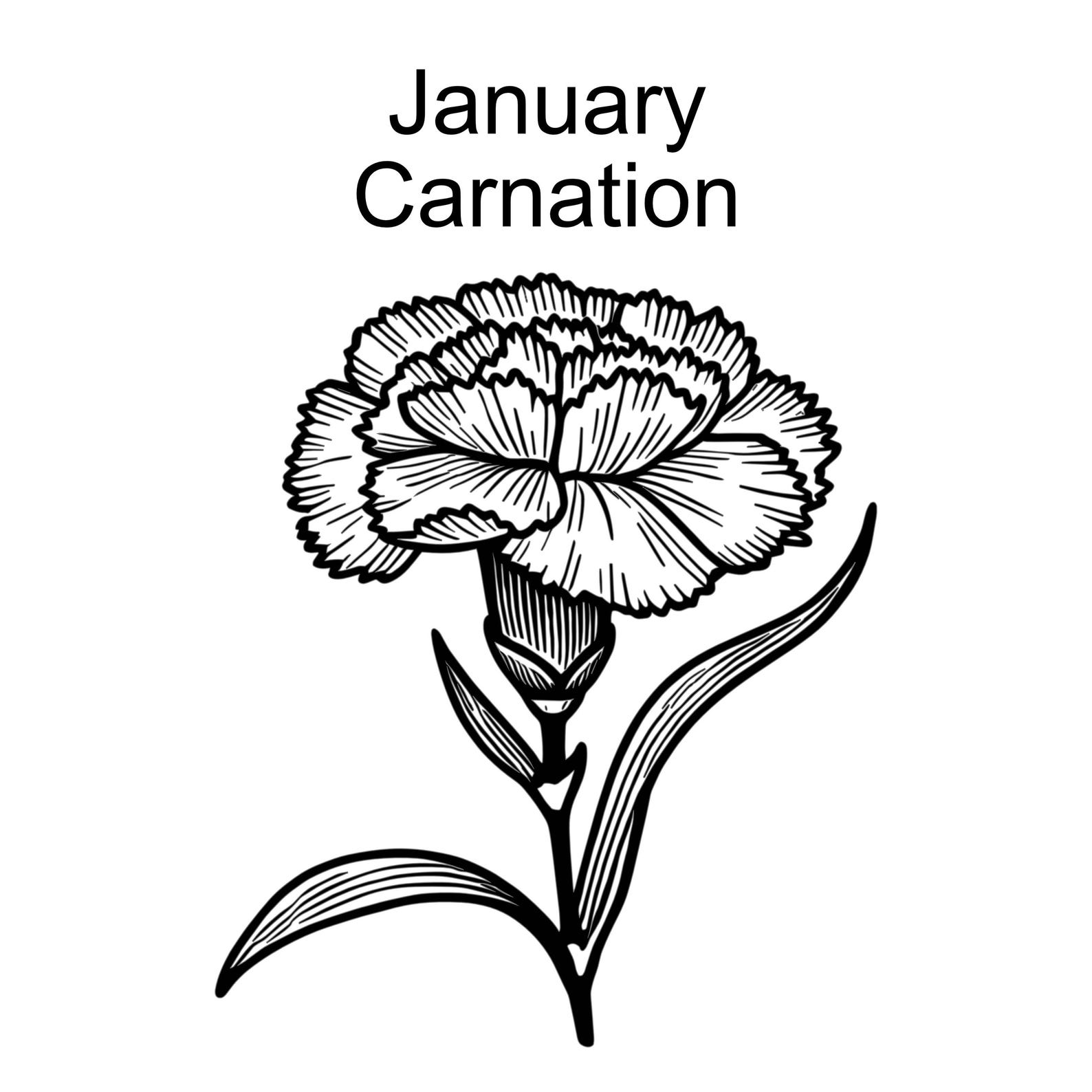 January Birth Flower Simple SVG and PNG. Carnation Flower SVG Cut File ...