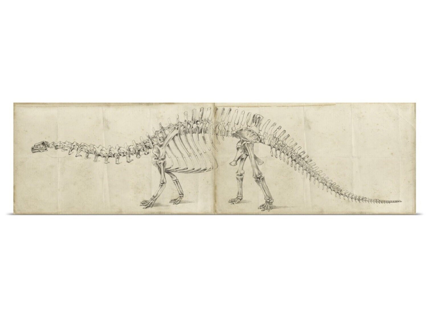 Dinosaur Bones Drawing