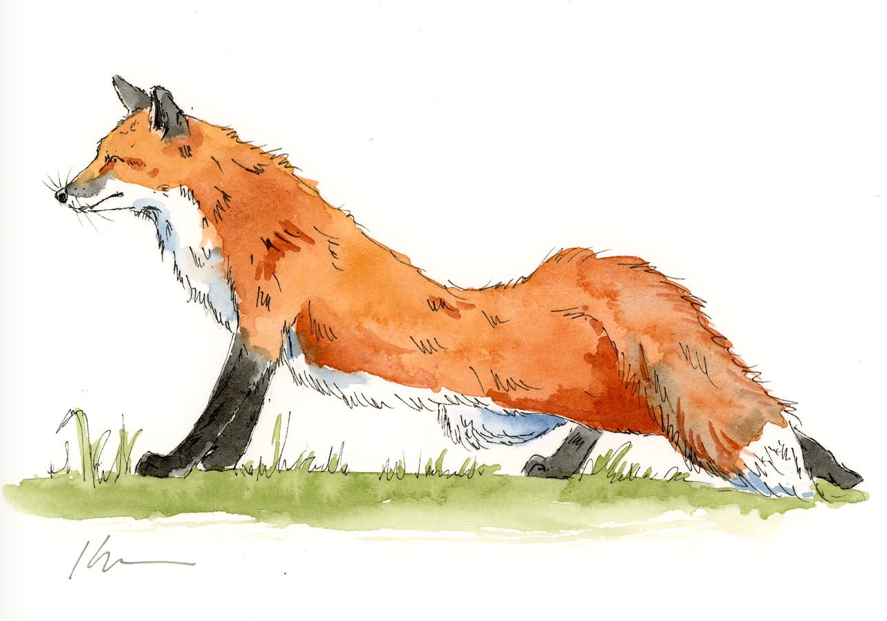 Red Fox Sketch