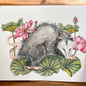 Swamp Water Lilies Flowers & Opossum or Possum Habitat Series, Wildlife ...