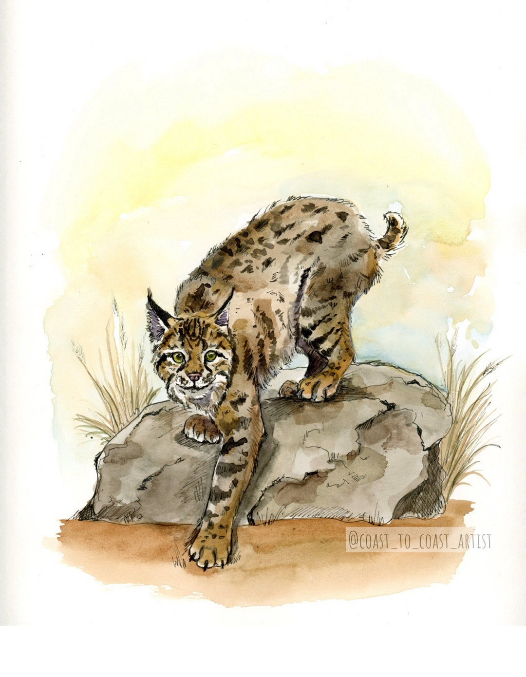 Original Painting - Bobcat Bob Cat With Desert, Sanoran Original ...