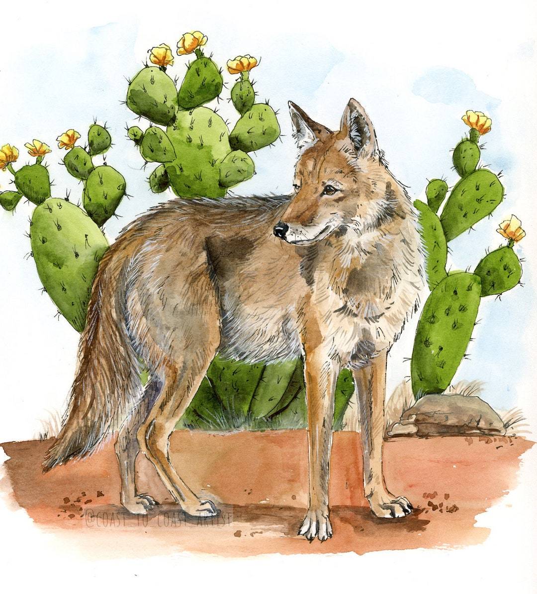 Original Painting Coyote With Cactus Prickly Pear Blossoms Original ...