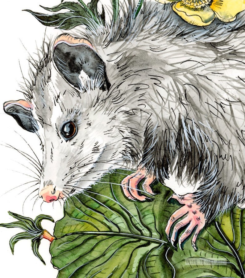 Swamp Yellow Marigold Flowers and Opossum or Possum Habitat Series - Etsy