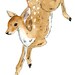 Original Leaping Doe Fawn Deer Painting - Etsy
