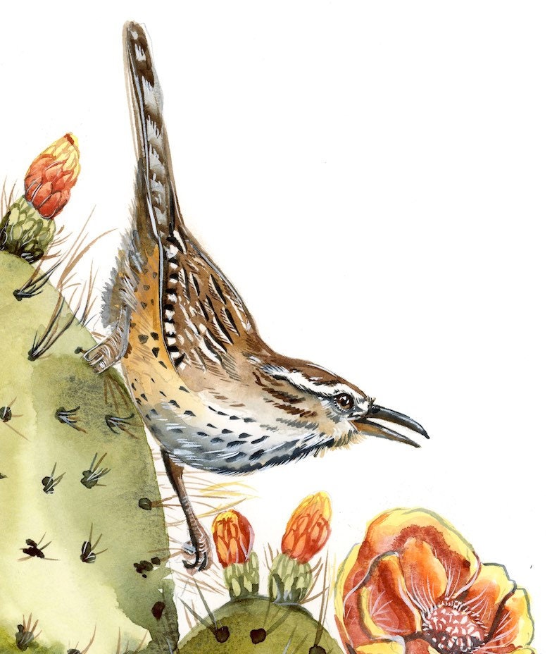 Cactus Wren Drawing