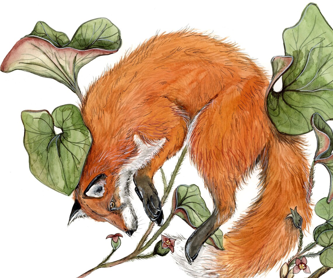 Original Fox With Wild Ginger Blossom Flower 11x14 - Etsy
