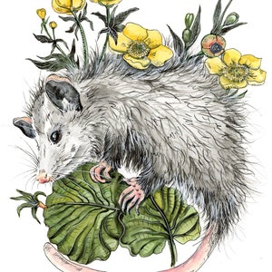 Swamp Yellow Marigold Flowers and Opossum or Possum Habitat Series - Etsy