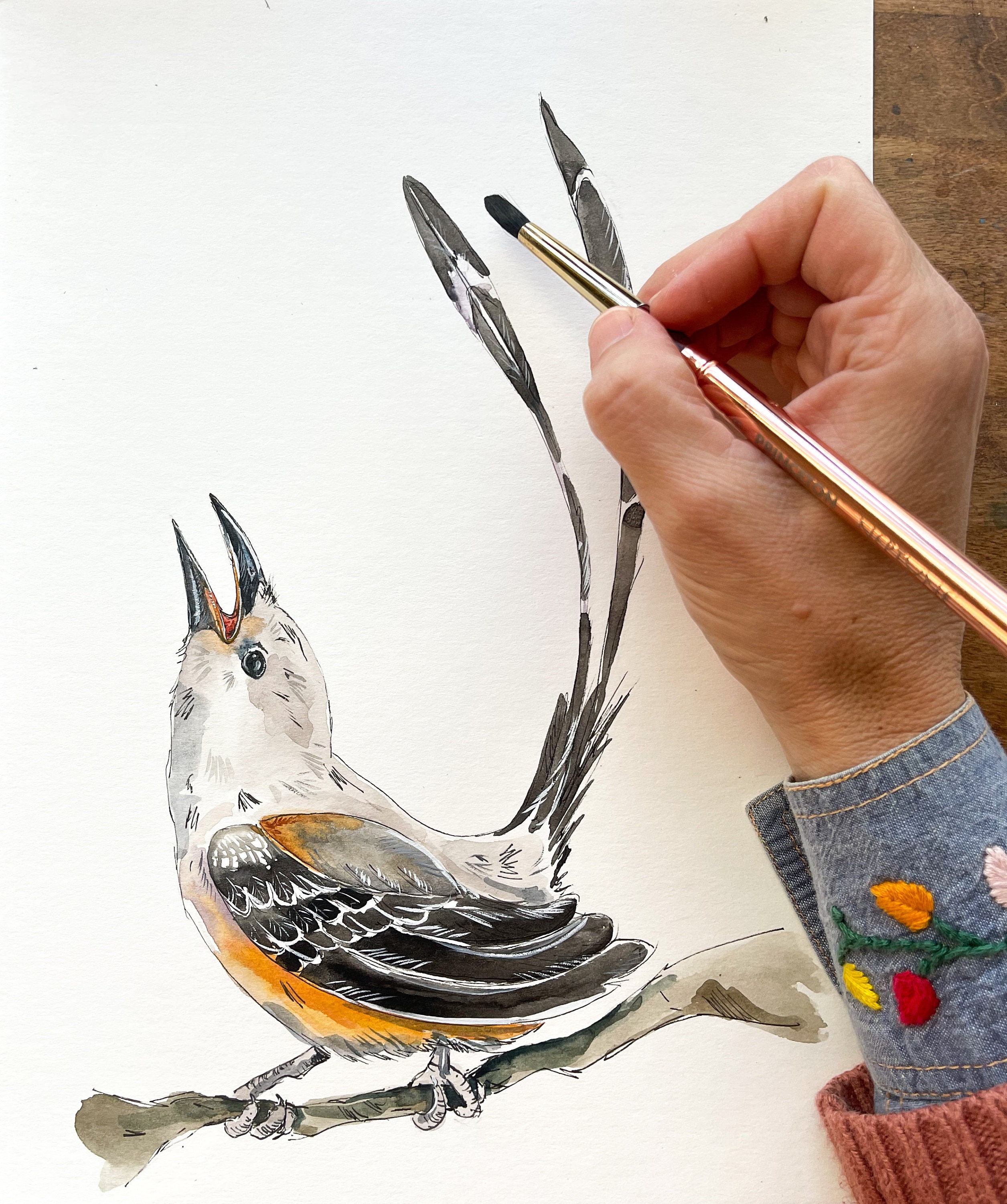 Scissor Tailed Flycatcher Illustration