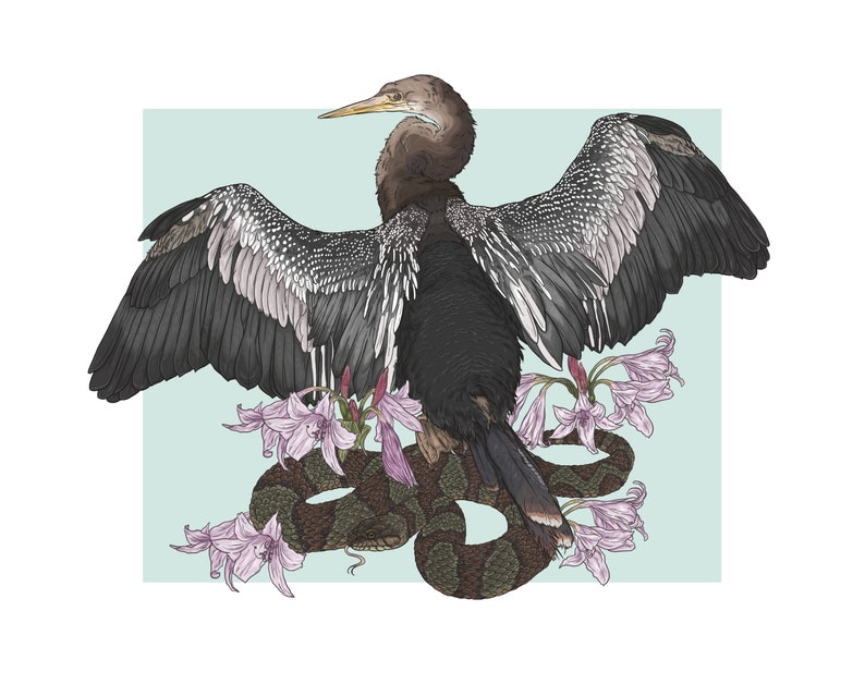 Anhinga & Snake Art Print: Hand-drawn Botanical Wildlife Illustration ...