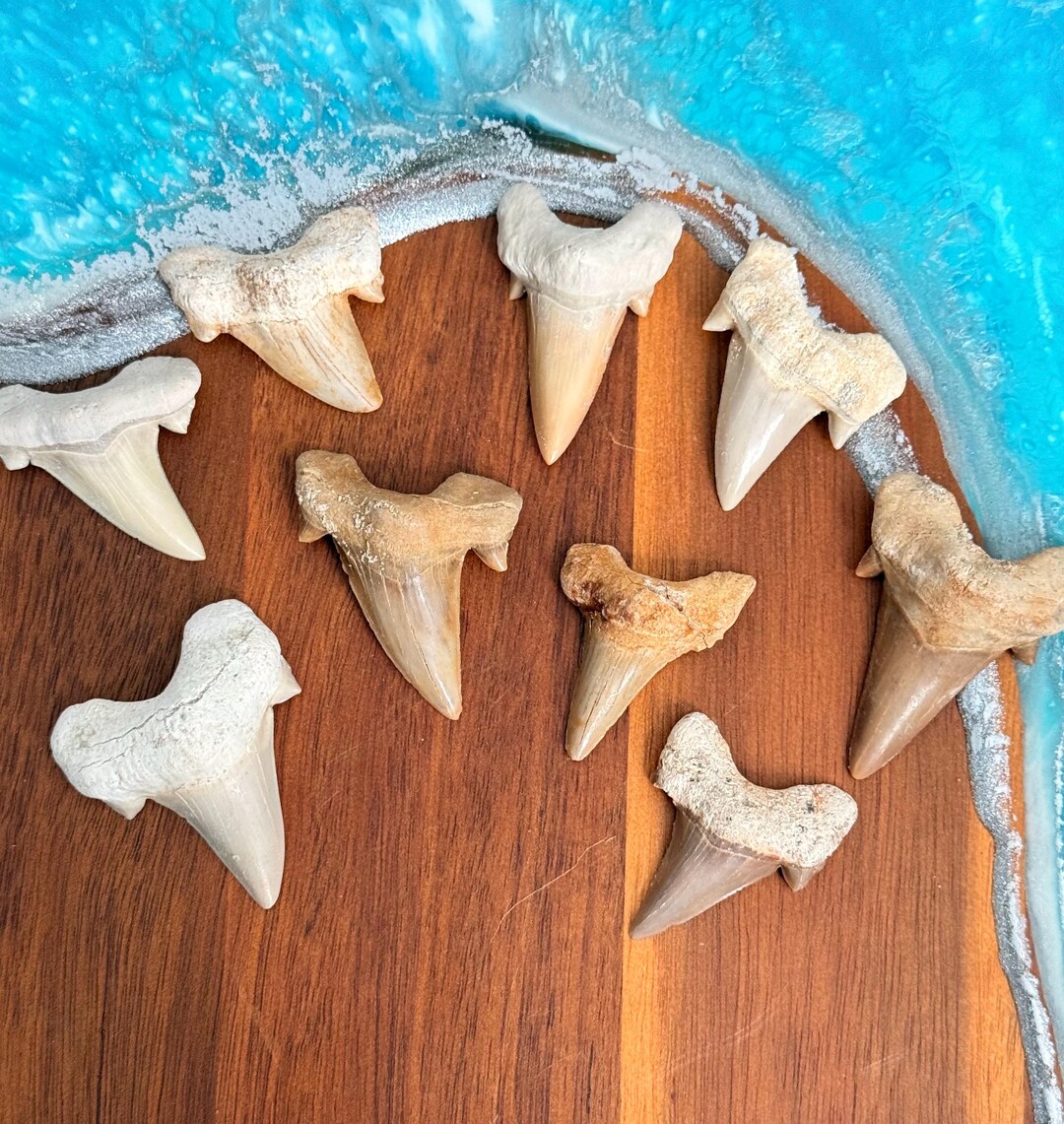 Otodus Obliquus |shark Tooth| Real Fossil | Ancient Fossil | Custom - Etsy