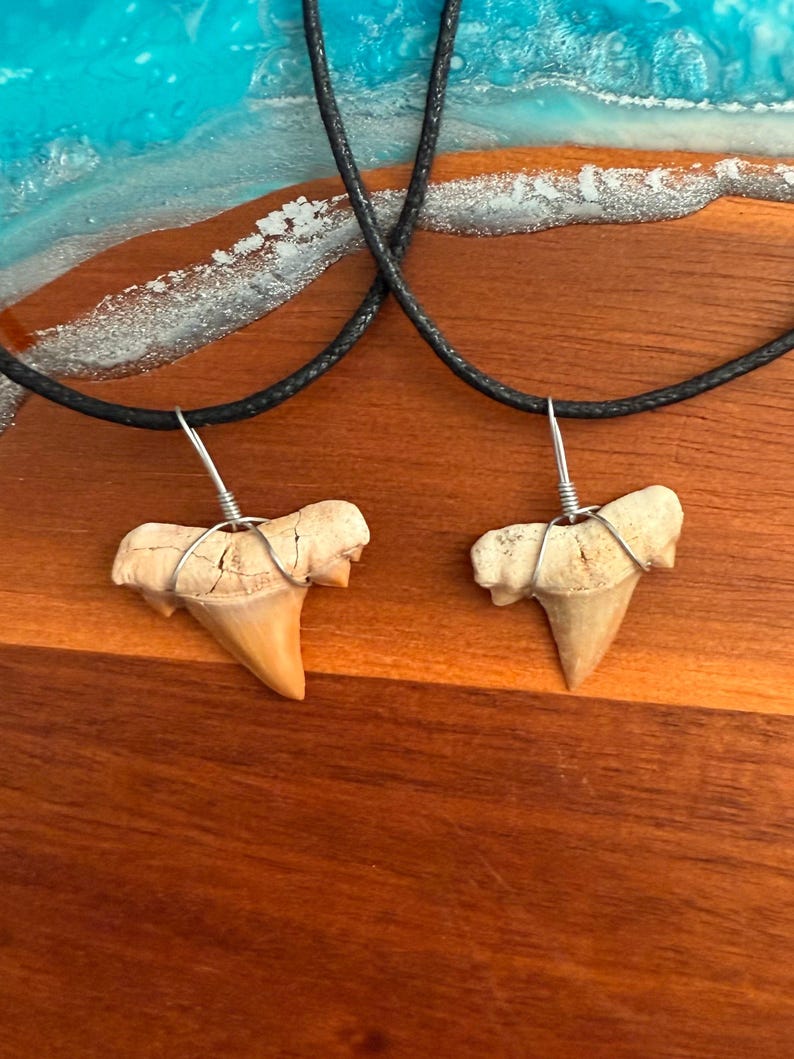 Classic Shark Tooth Necklace | Otodus Obliquus |men's, Woman's, Kid's ...