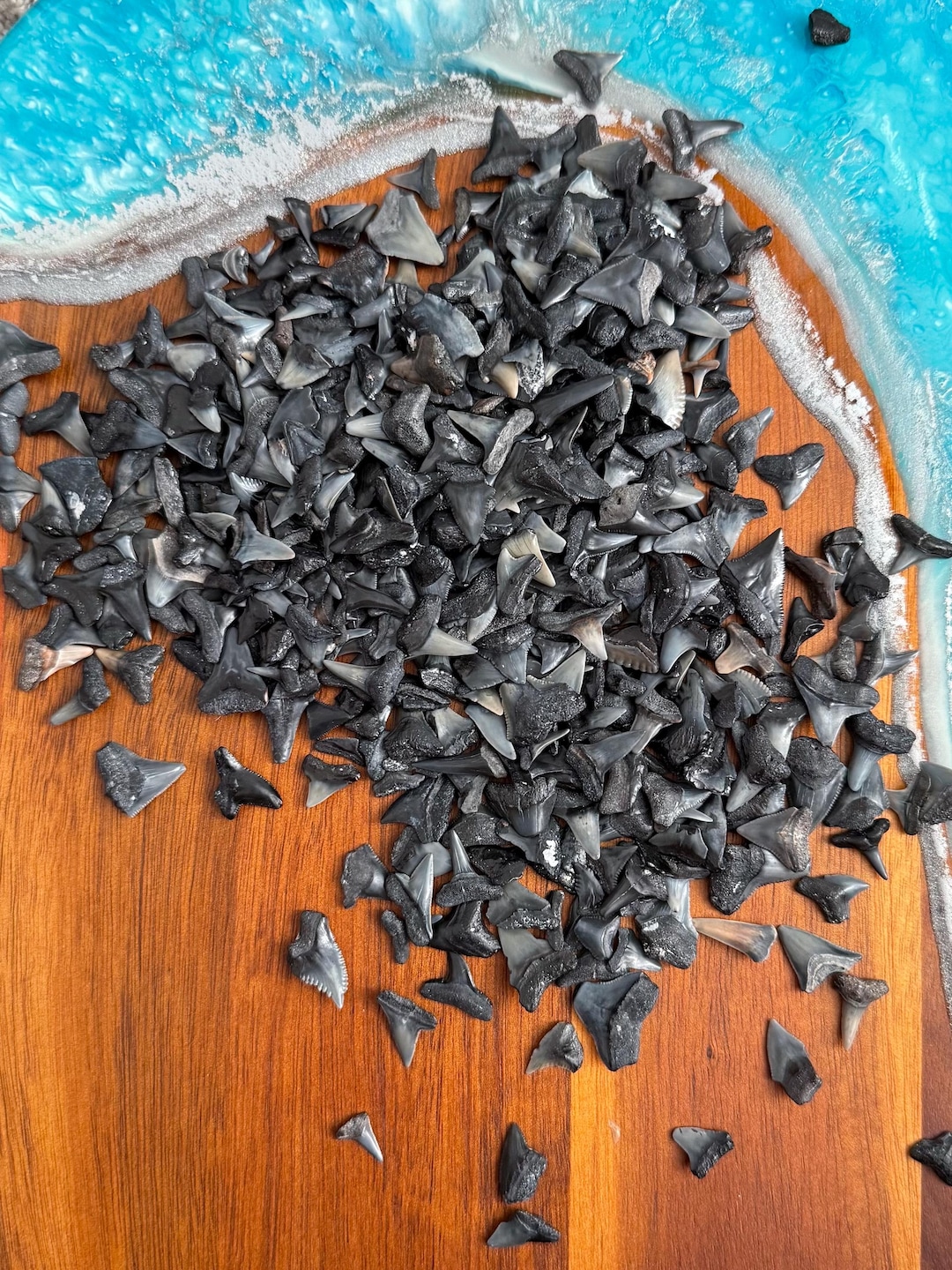 Shark Teeth| Assorted Shark Teeth| Real Fossil | Custom - Etsy