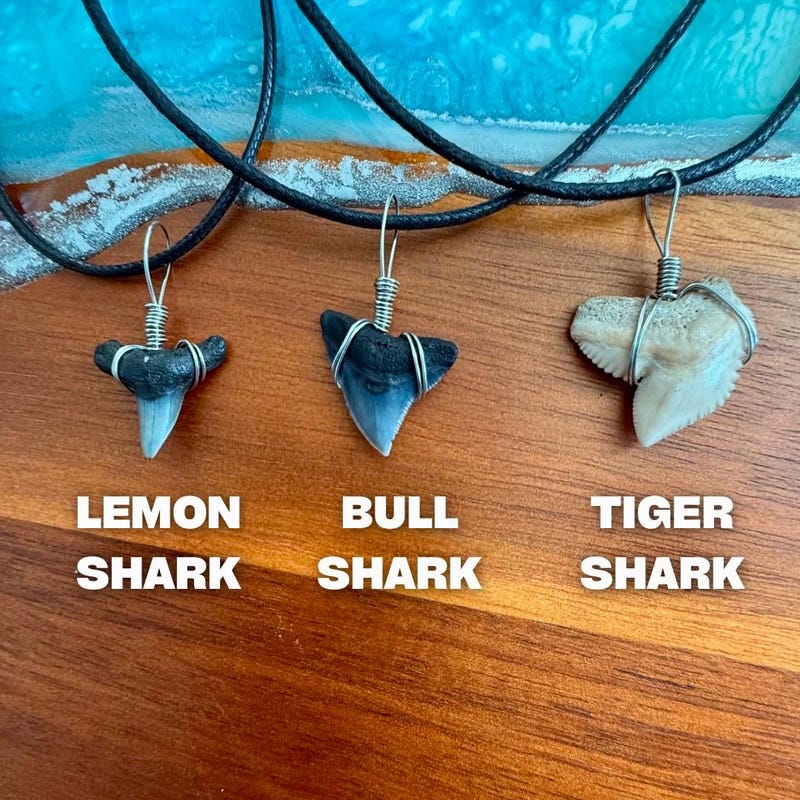 Shark Tooth Necklace - Etsy