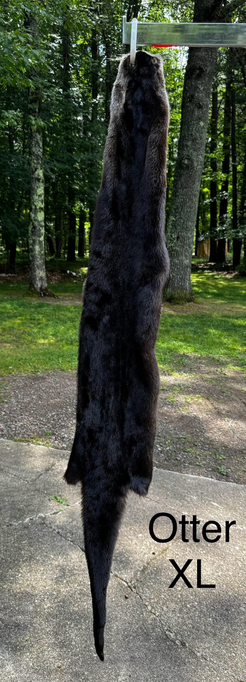 Tanned North American Dark River Otter XL - Etsy