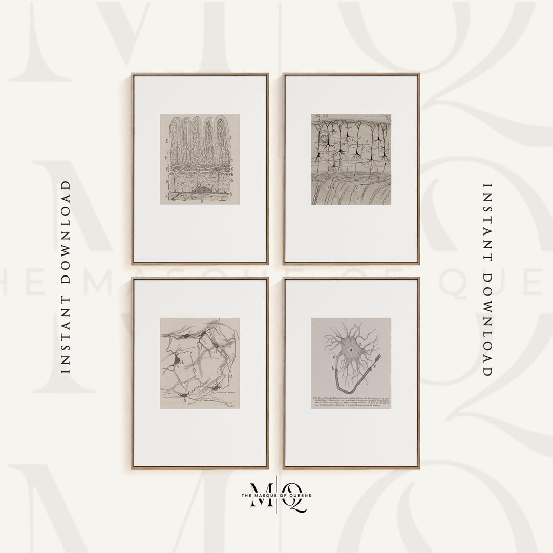 Set of 4 Santiago Ramon Y Cajal Antique Anatomy Prints | Vintage ...