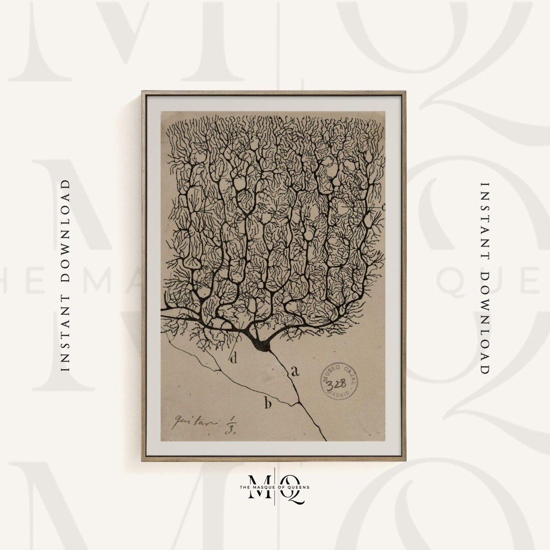 Santiago Ramon Y Cajal the Beautiful Brain | Antique Anatomy Print ...