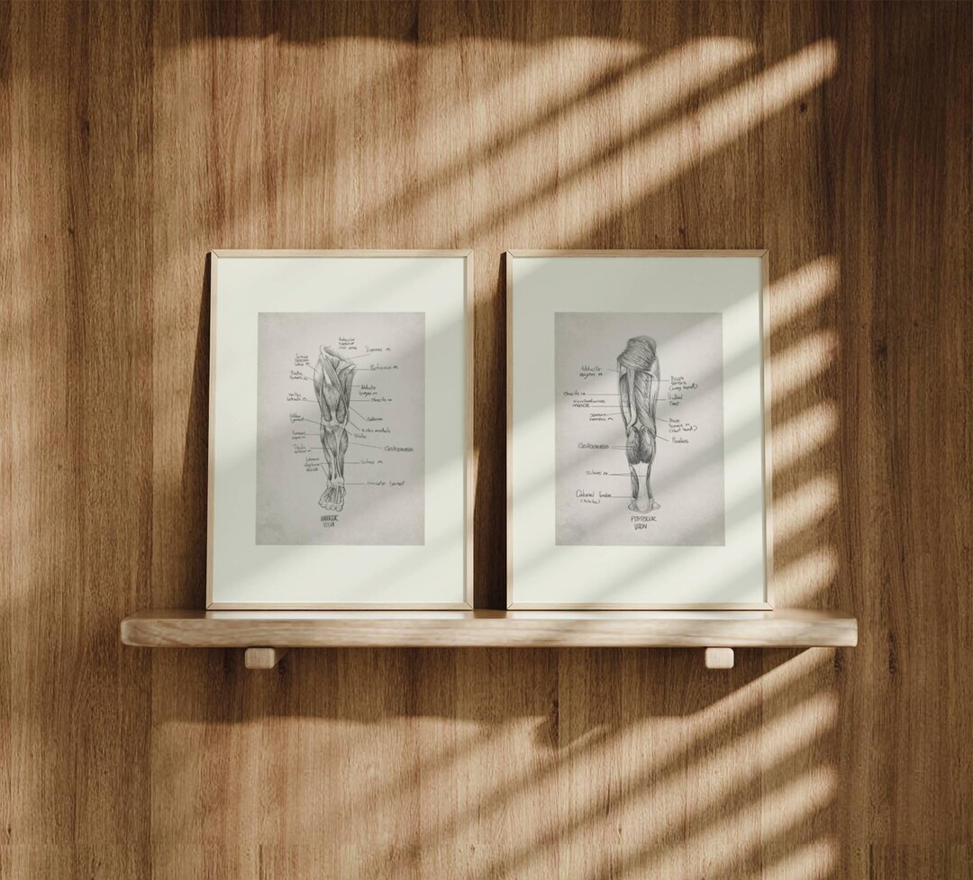Set of 2 Sketch of the Muscular System Prints | Antique Anatomy Book ...