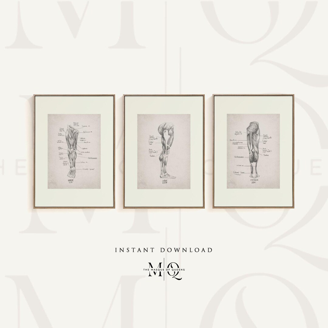 Set of 3 Sketch of the Muscular System Prints | Three Antique Leg ...