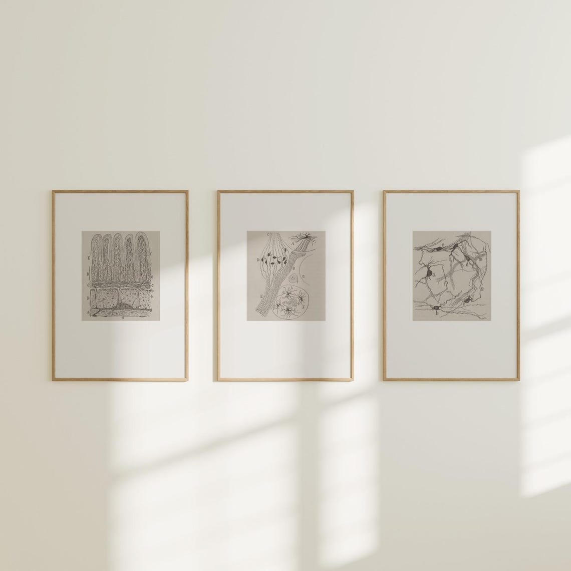 Set of 3 Santiago Ramon Y Cajal Anatomy Prints | Physician Wall Art ...