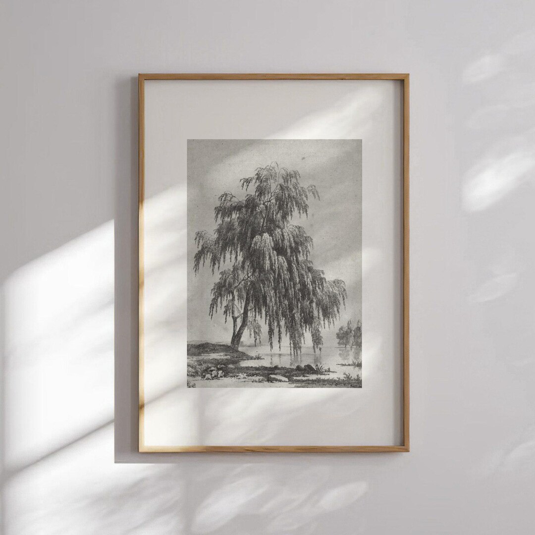 Vintage 18th Century Italian Poplar Tree Drawing | Antique Forest ...