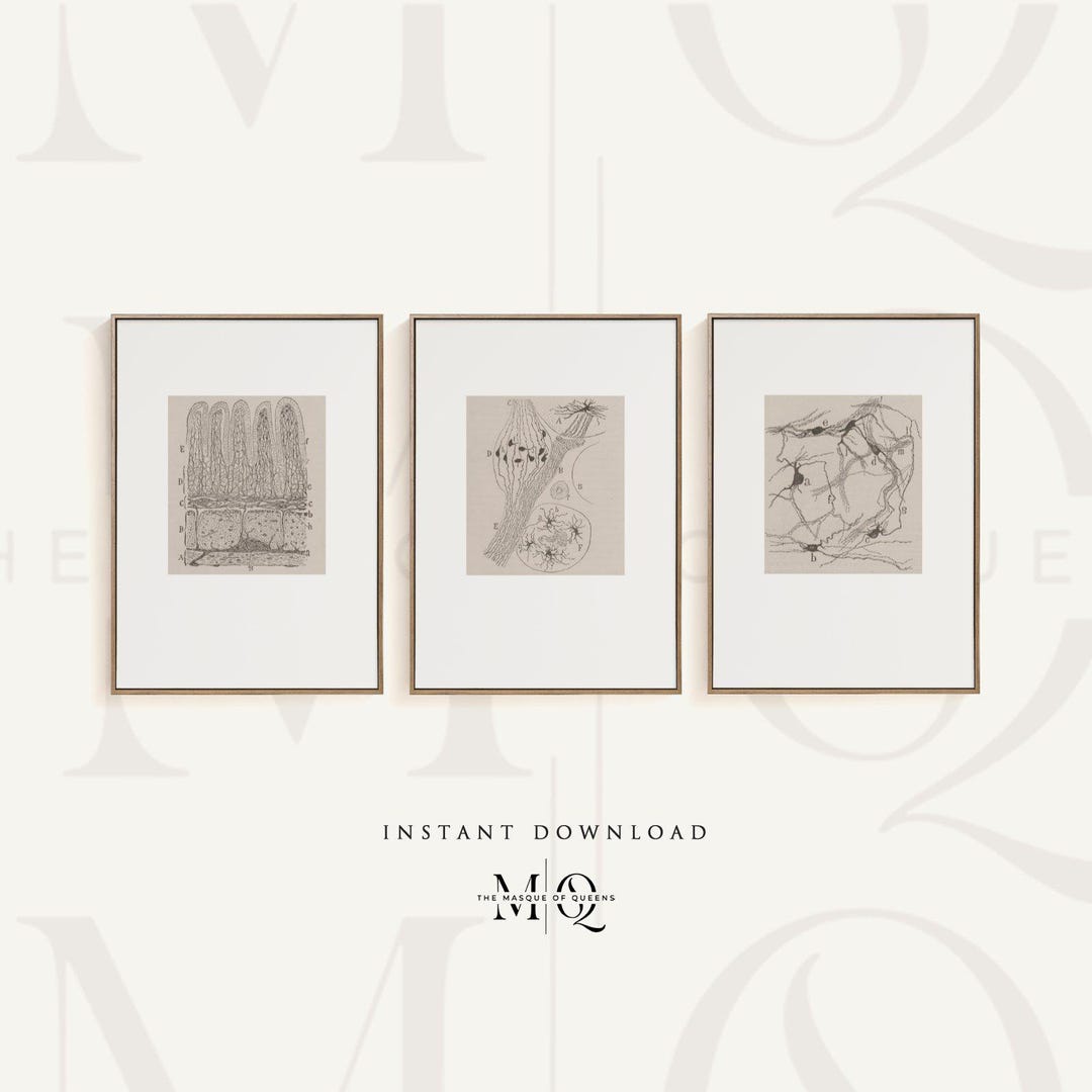 Set of 3 Santiago Ramon Y Cajal Anatomy Prints | Physician Wall Art ...