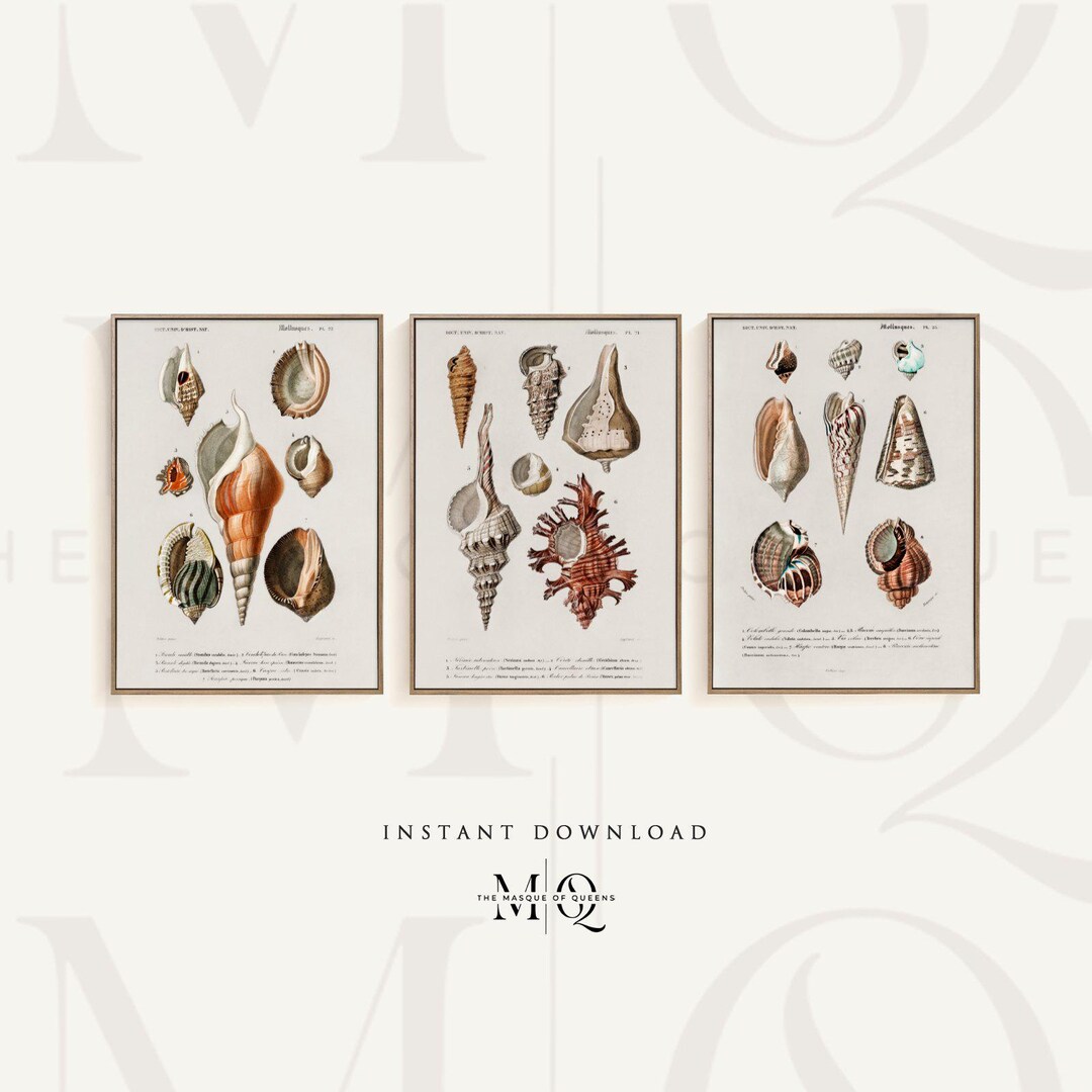 Set of 3 Vintage Seashell Drawing Prints | Three Beach Theme Posters ...