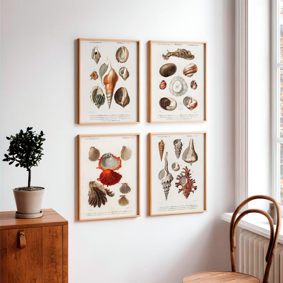 Set of 4 Seashell Drawing Prints | Four Sea Theme Posters, Mollusk Wall ...