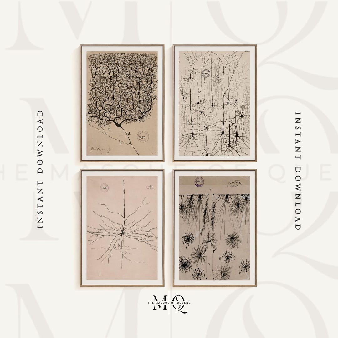 Set of 4 Santiago Ramon Y Cajal Antique Anatomy Prints | Vintage ...