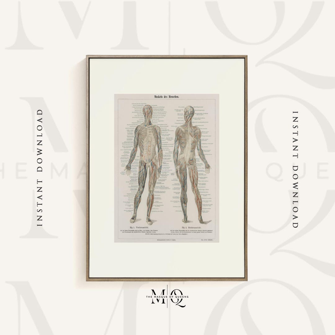 Human Muscular System Print | Antique Wall Art, Medical Diagram Poster ...