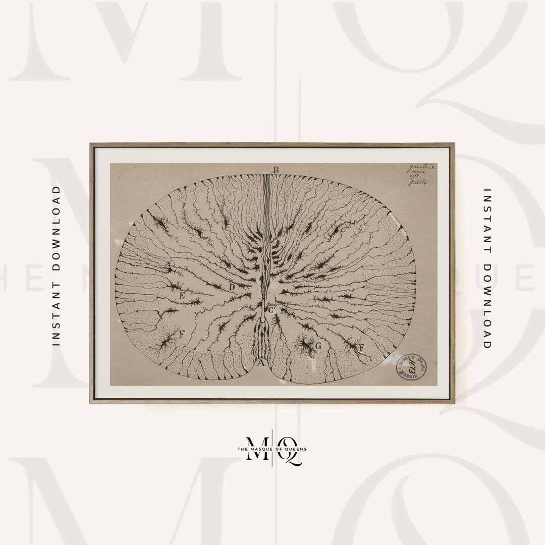 Santiago Ramon Y Cajal Cells of a Mouse Spinal Cord | Antique Anatomy ...