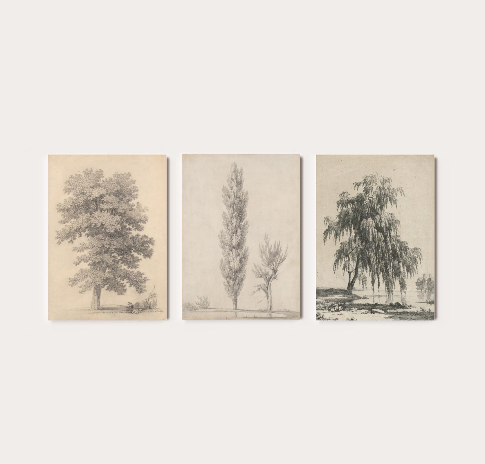 Set of 3 Vintage Tree Drawing Prints, Three Piece Tree Sketch Poster ...