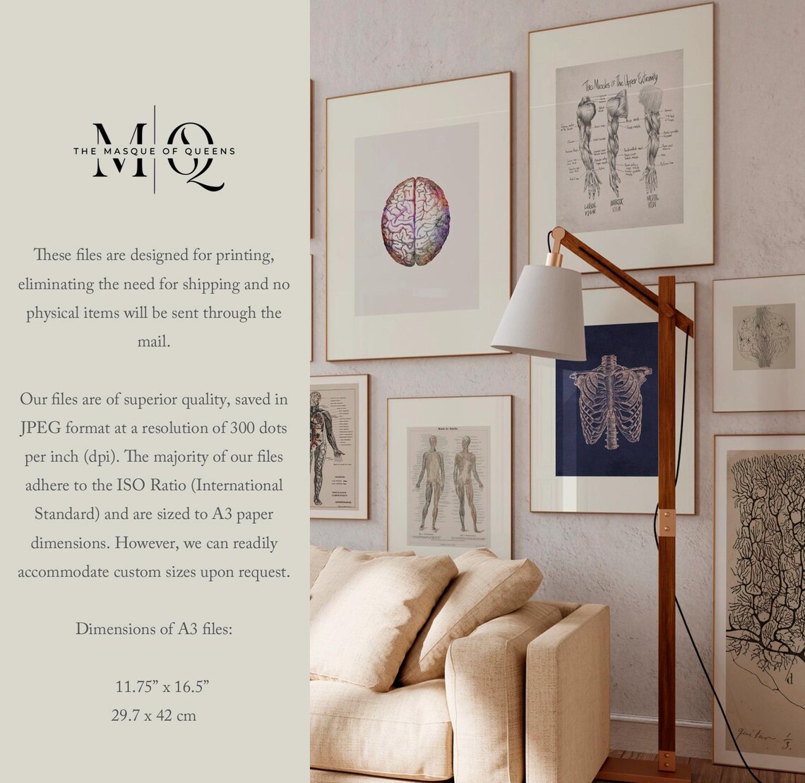 Set of 3 Santiago Ramon Y Cajal Anatomy Prints | Physician Wall Art ...