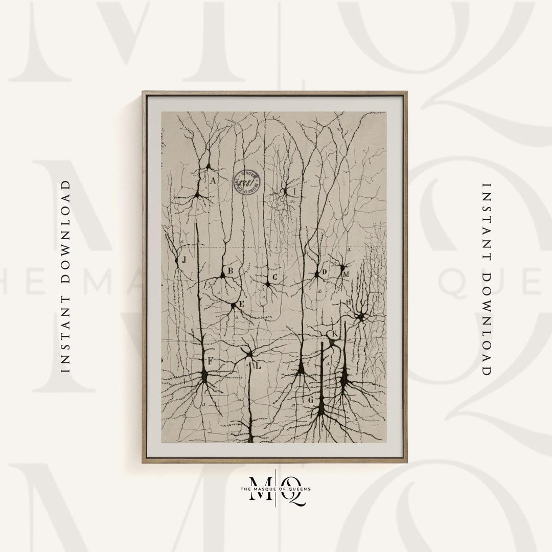 Santiago Ramon Y Cajal Neuron | Antique Anatomy Print, Vintage ...