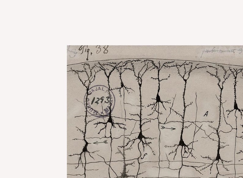 Set of 3 Santiago Ramon Y Cajal Anatomy Prints | Physician Wall Art ...