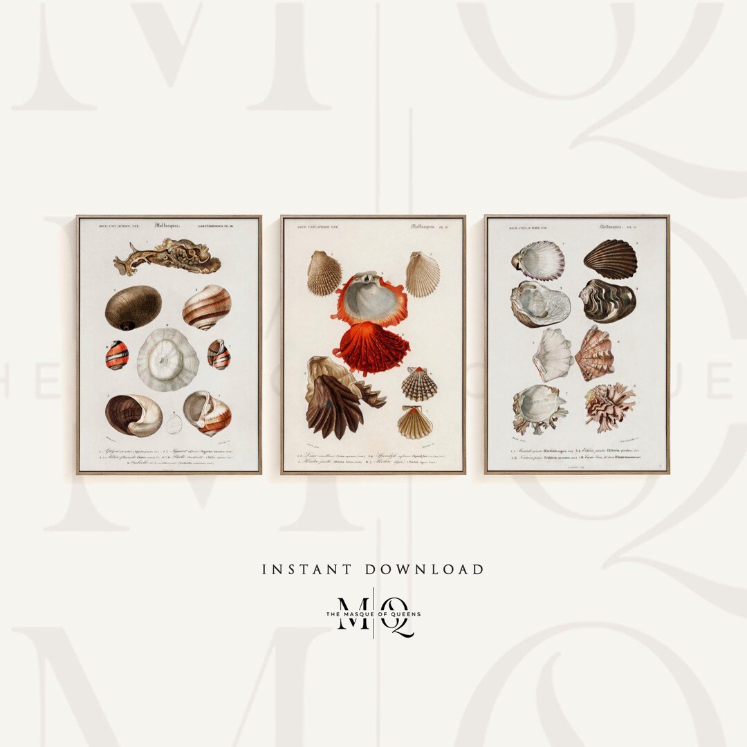 Set of 3 Vintage Sea Shell Drawing Prints | Three Nautical Posters ...