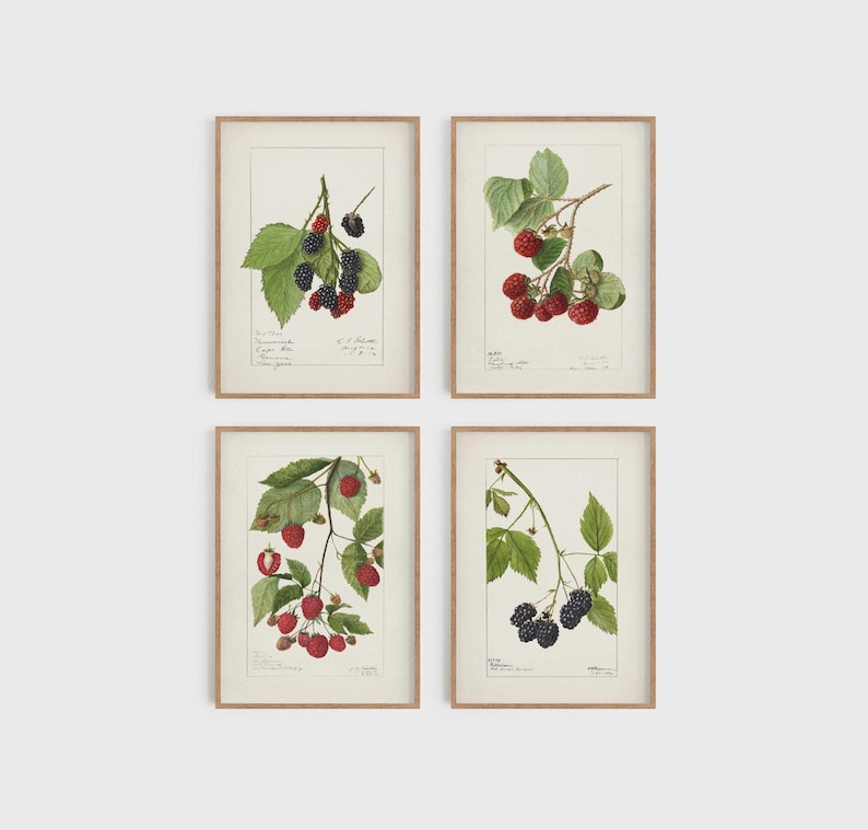 Set of 3 Vintage Fruit Drawing Prints | Three Berry Posters, Classroom ...