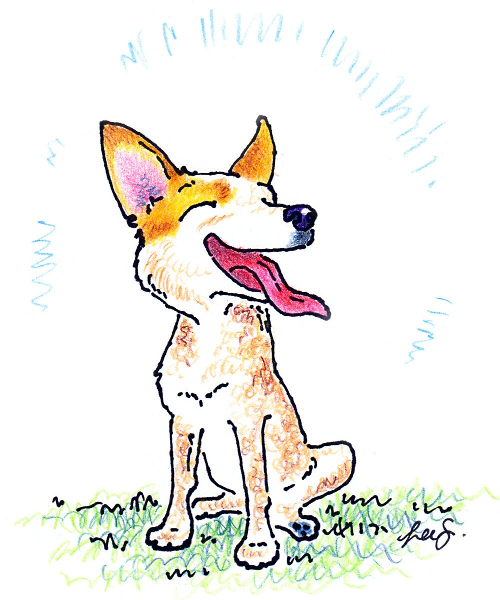Red Heeler (cattle Dog) Notecards (set of 6) - Etsy