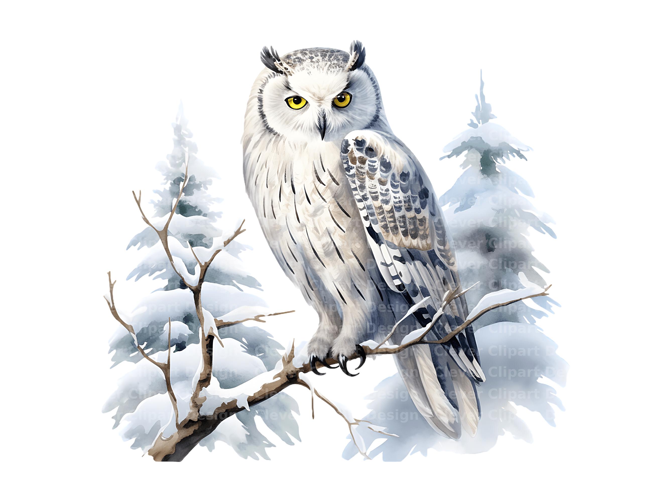 10 Winter Owl Clipart, Snow Owl Clipart, Owl on Snowy Branch, Owl PNG ...