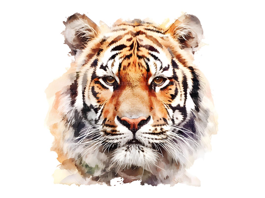 10 Tiger Face Clipart - Watercolor Tiger Head, Wildlife Portrait (PNG ...