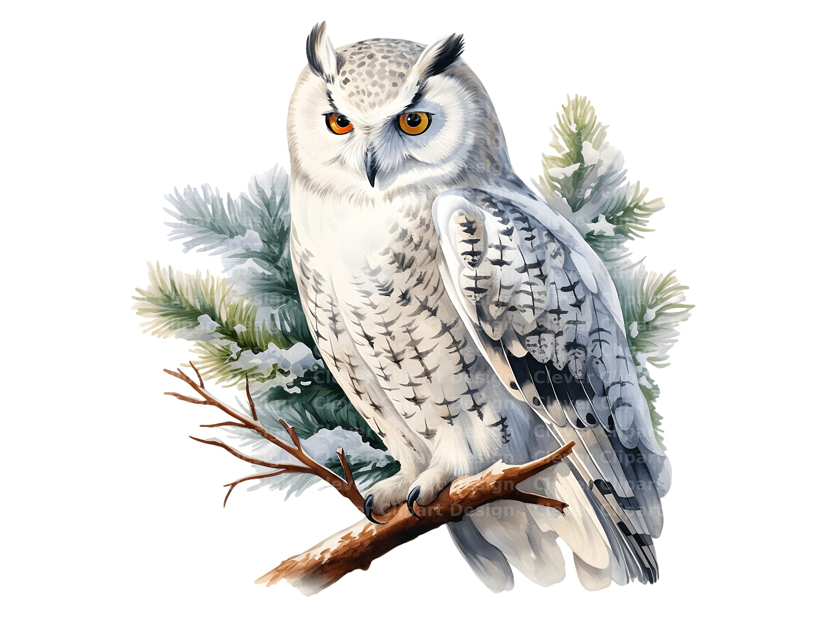 10 Winter Owl Clipart, Snow Owl Clipart, Owl on Snowy Branch, Owl PNG ...