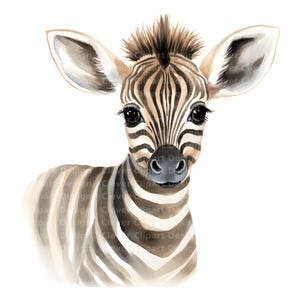 10 Cute Zebra Clipart, Nursery Zebra, Zebra PNG Bundle, Zebra Digital ...