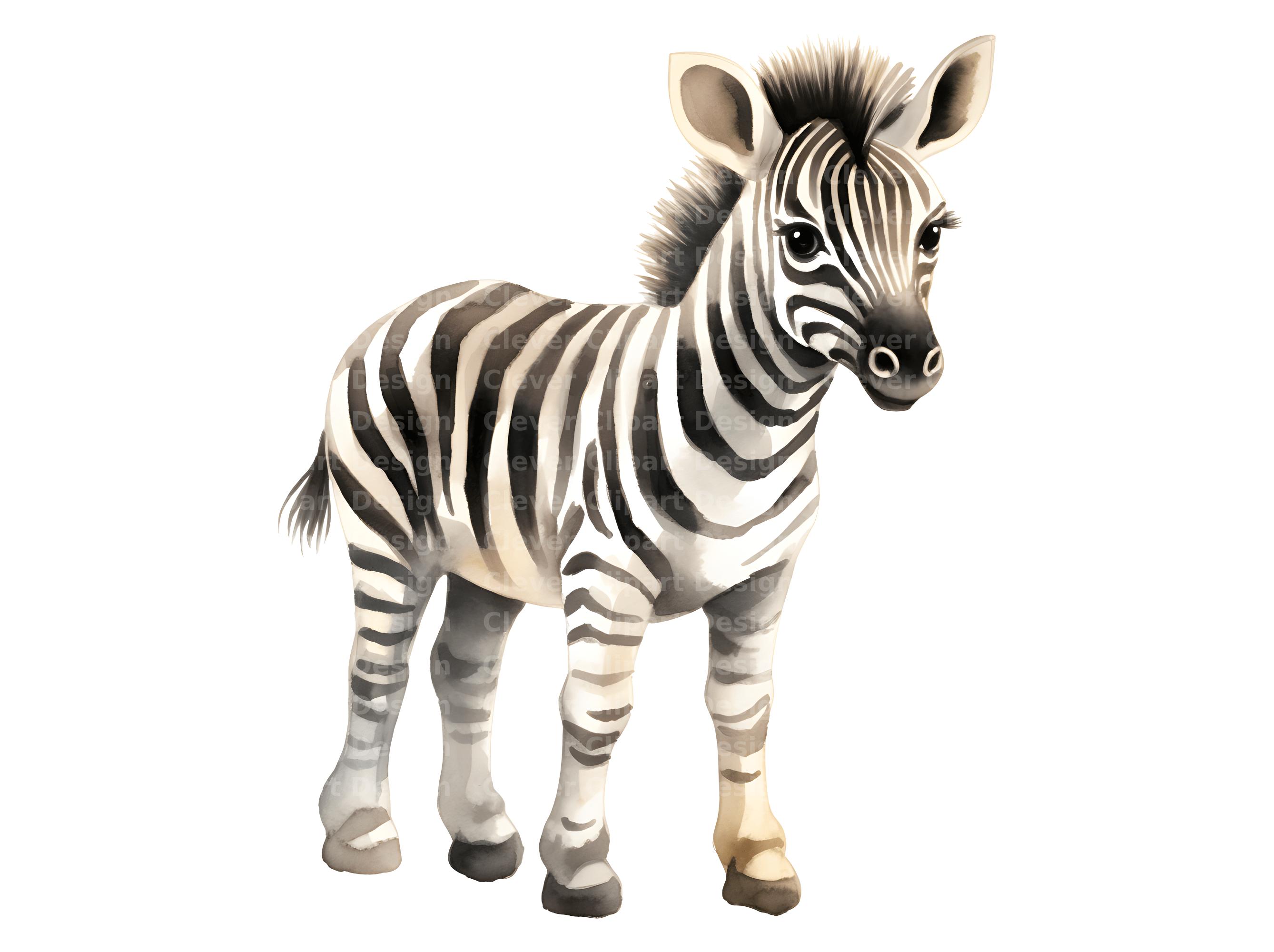 10 Zebra Clipart - Watercolor Baby Zebras, Nursery Animal Set (PNG/JPG ...