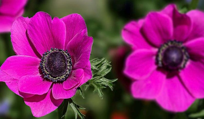 Jerusalem Pink Anemone - Etsy