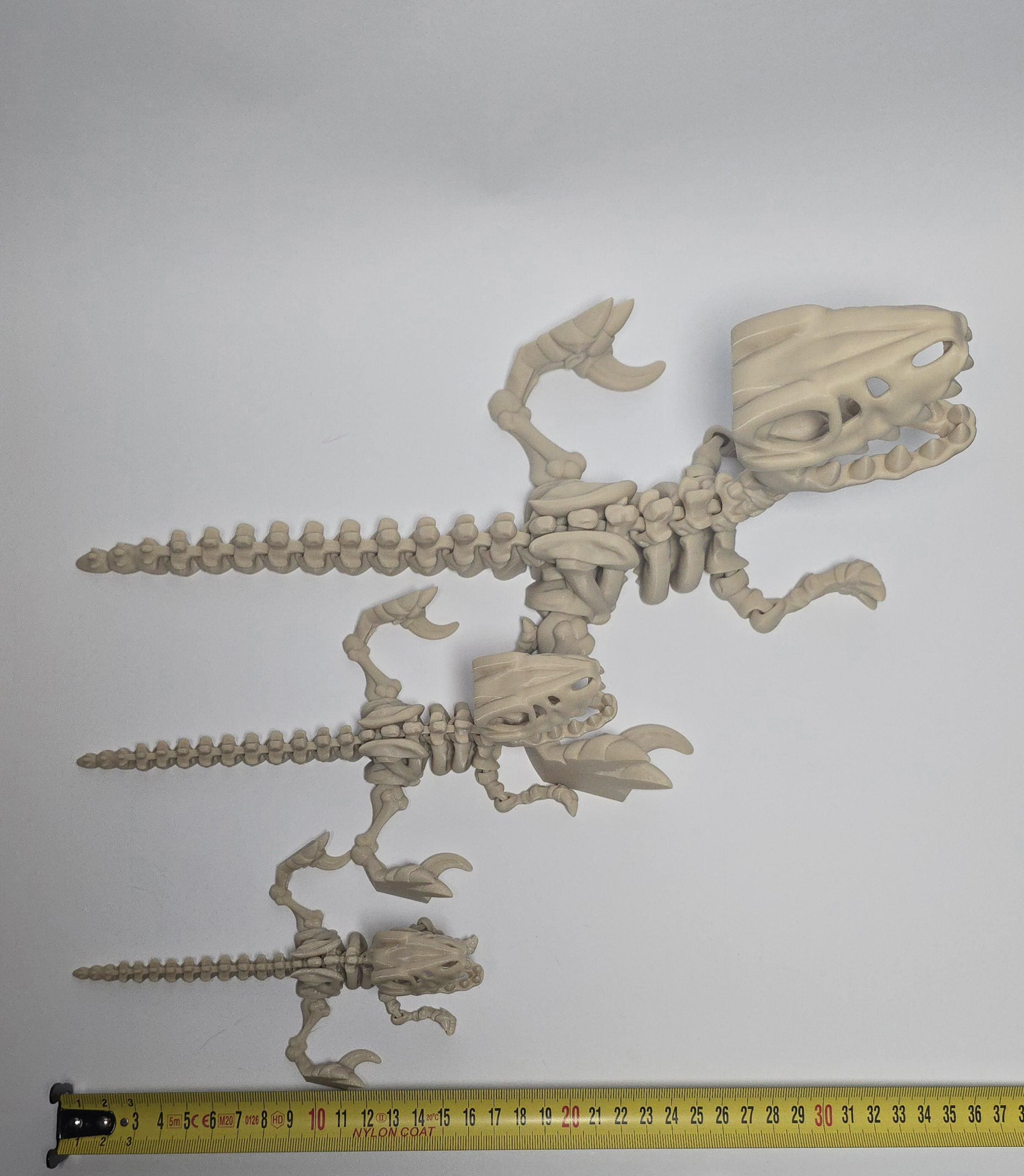 3D Printed Velociraptor Skeleton - Raptor Figure With Claws, Pack ...