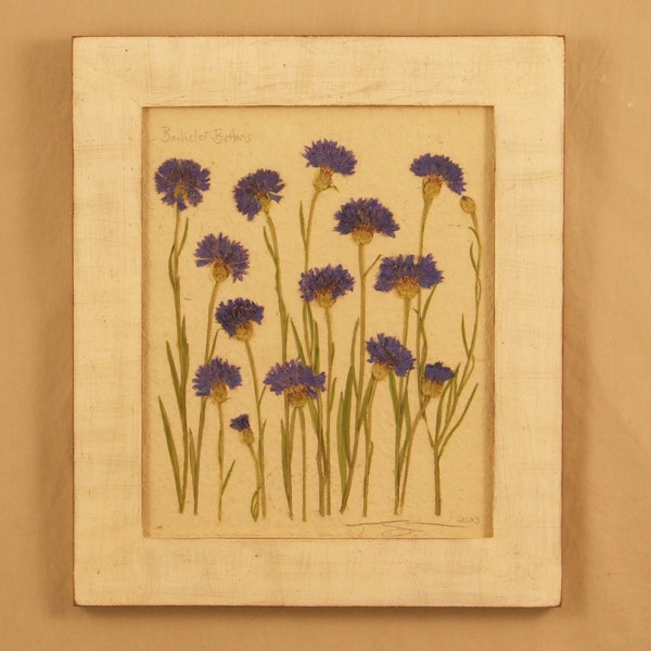 Bachelor Buttons - Etsy