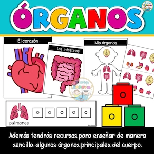 Partes Del Cuerpo - Spanish Body Parts Printable & Worksheets - Human ...