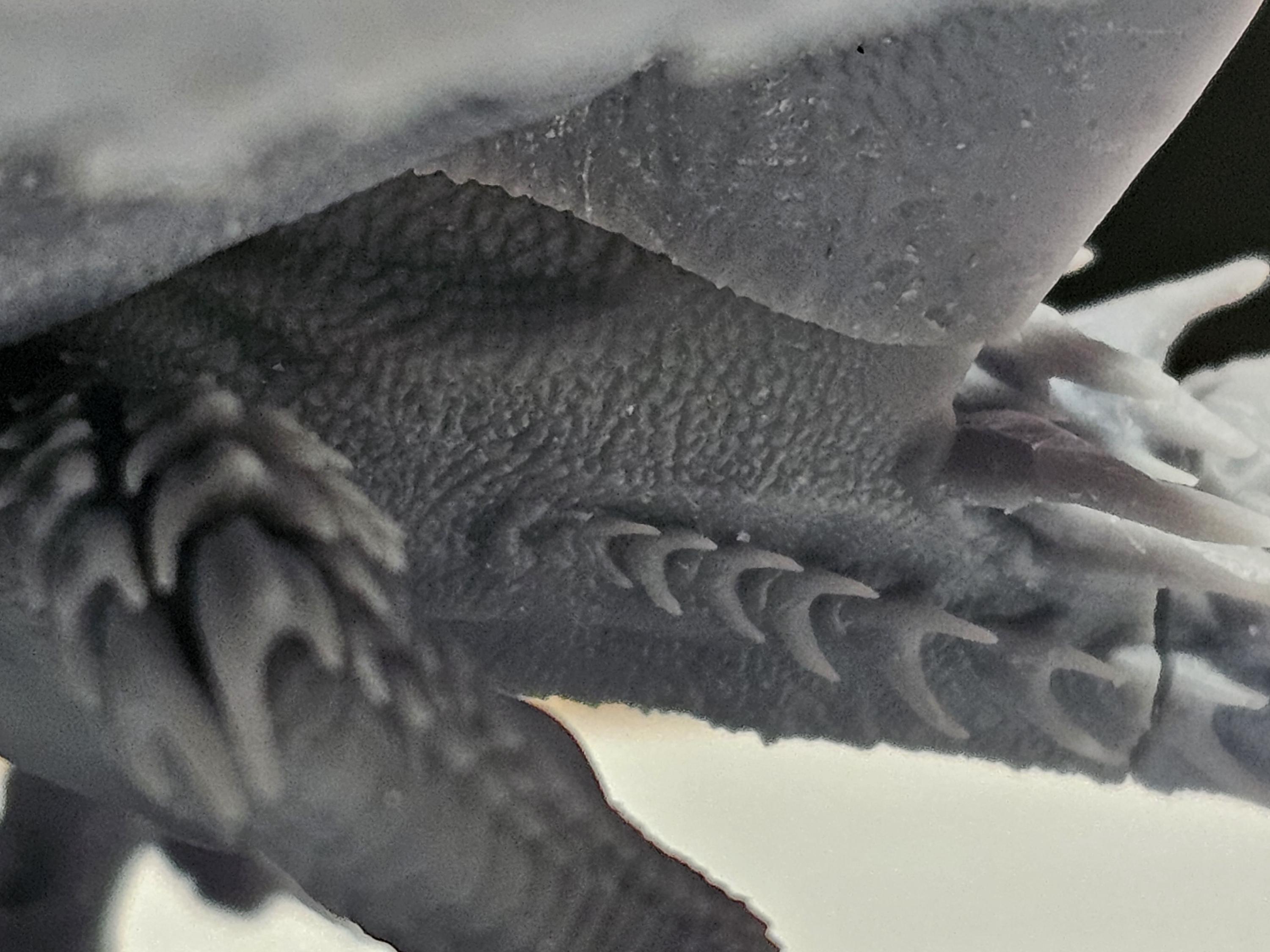 Rey Dau | Monster Hunter | STL Figure for 3D Printing | Pre-split for ...